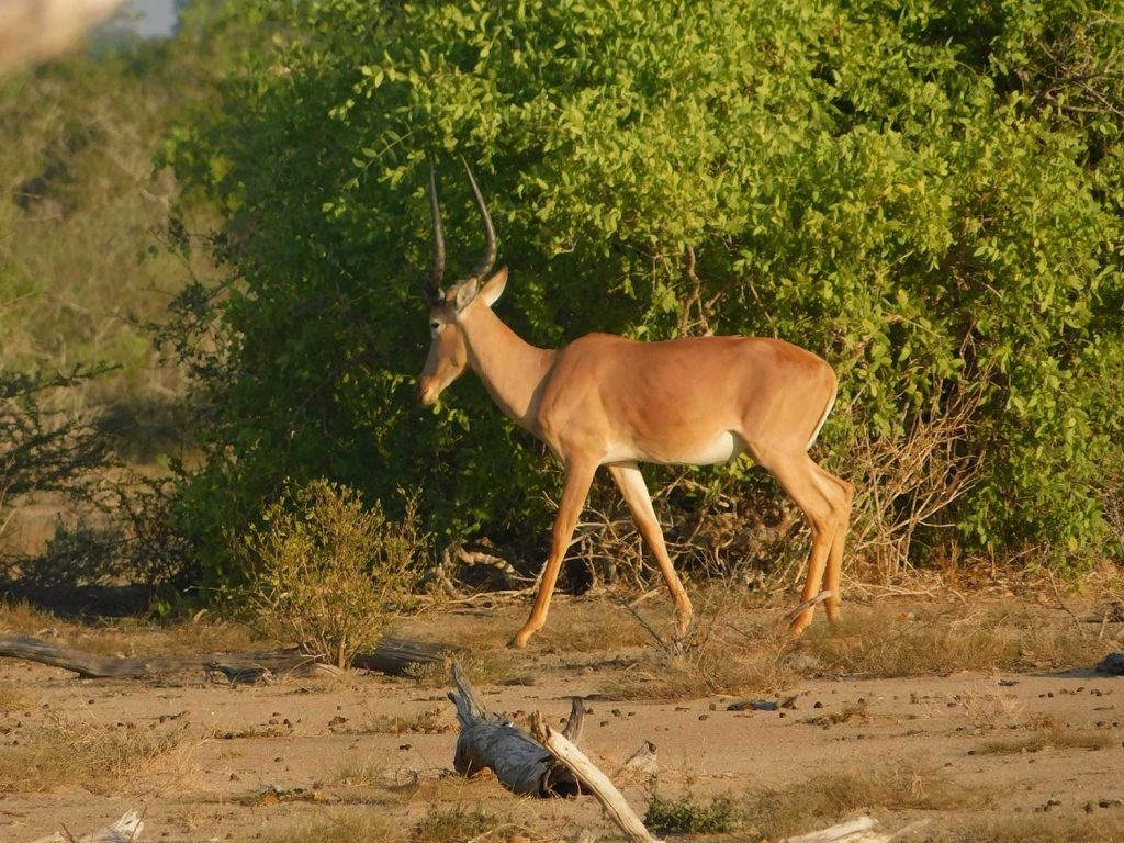 The Gem of Ishaqbini Hirola Community Conservancy – Ishaqbini Hirola ...